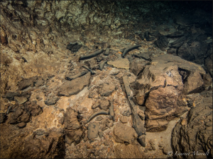 Florida Panhandle Springs – Chipola Divers